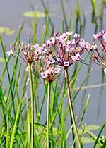 Flowering rush | Strathcona County