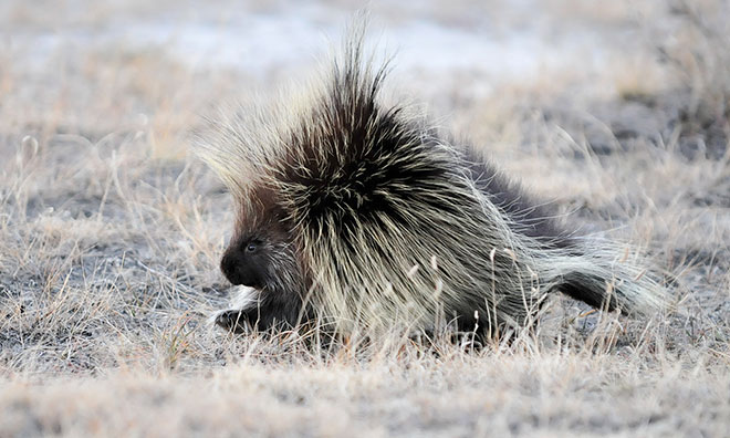 Porcupines | Strathcona County
